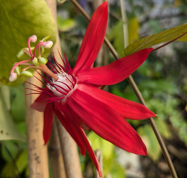 Passiflora 'Scarlet Flame' 4" pot - Grassy Knoll Plants