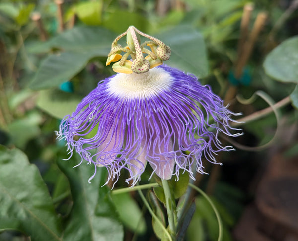 Passiflora garckei 4" pot - Grassy Knoll Plants