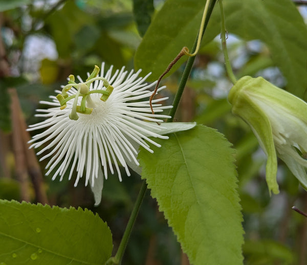 Passiflora malacophylla 4" pot - Grassy Knoll Plants