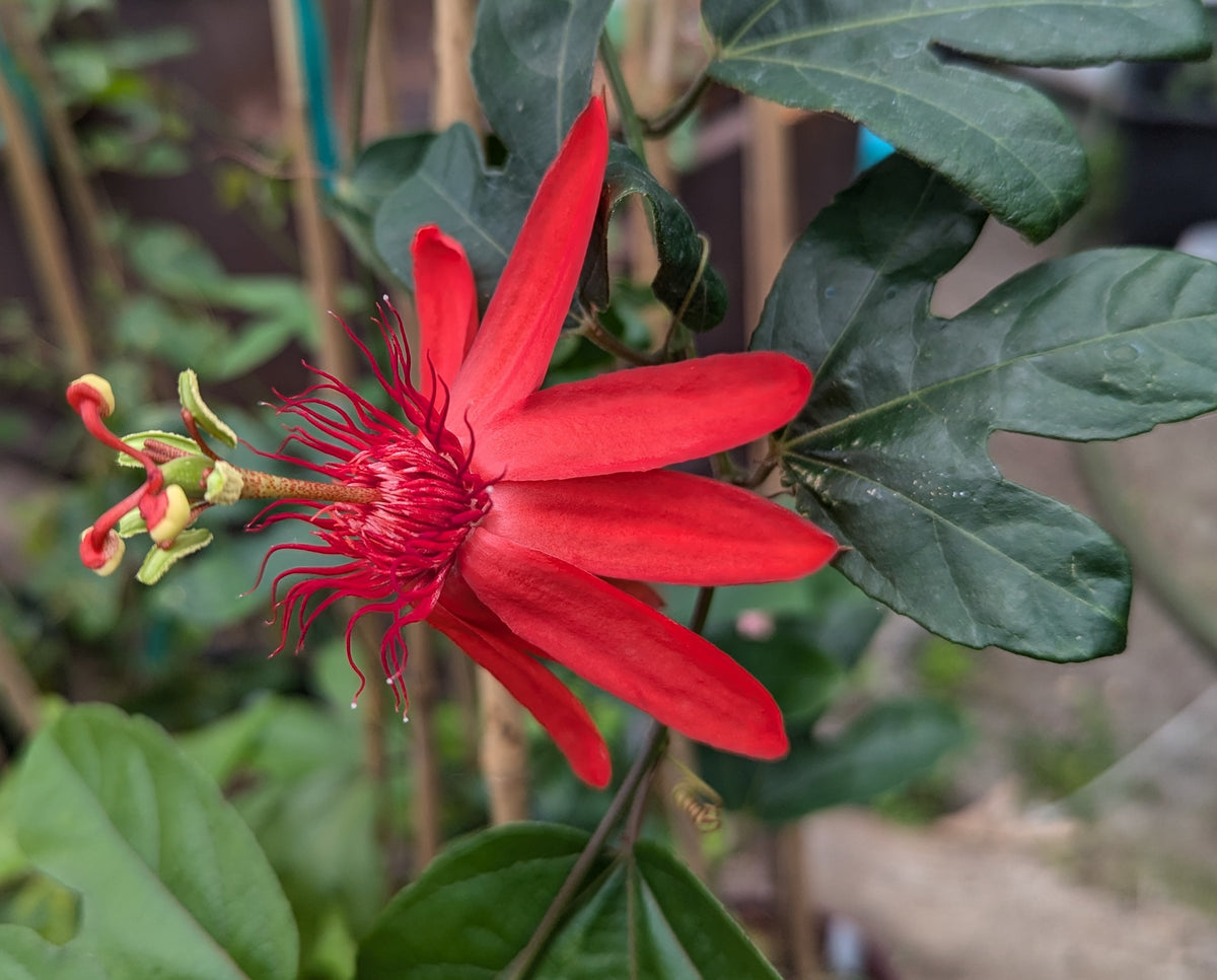 Passiflora punicea 4" pot - Grassy Knoll Plants