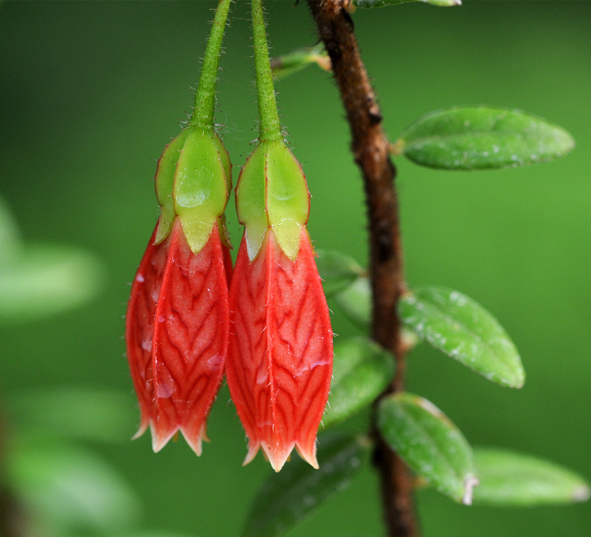 Agapetes serpens 4" pot - Grassy Knoll Plants