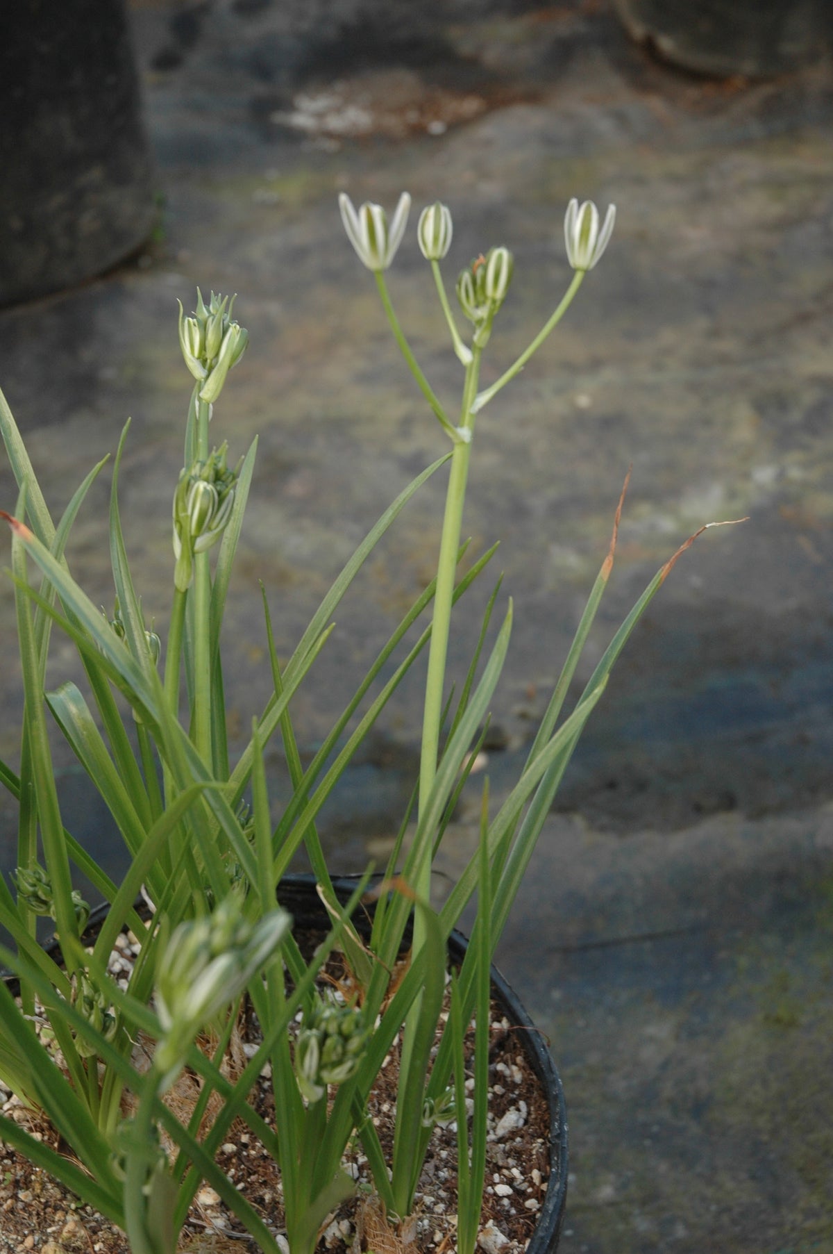 Albuca setosa bloom size bulb - Grassy Knoll Plants
