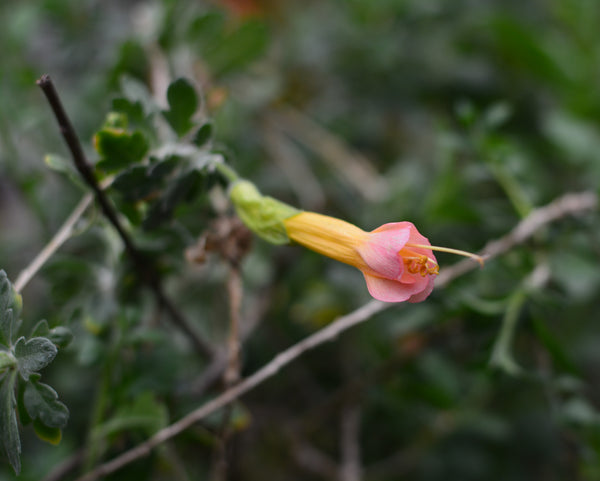 Cantua buxifolia 'Golden Inca' 4" pot - Grassy Knoll Plants