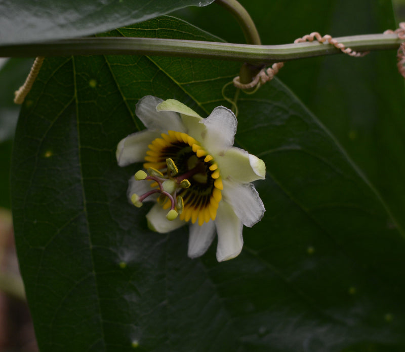 Passiflora talamancensis 4" pot - Grassy Knoll Plants