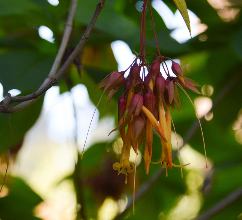 Deppea Splendens 4" pot - Grassy Knoll Plants
