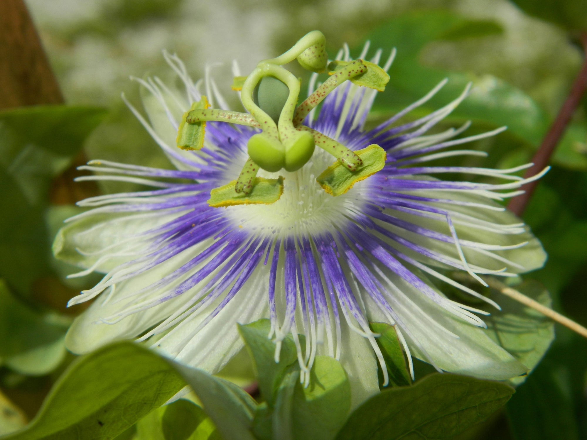 Passiflora cyanea 4" pot - Grassy Knoll Plants