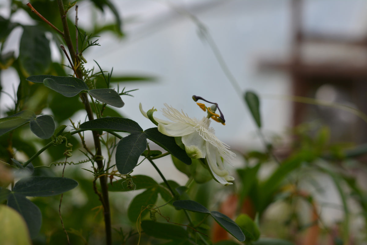 Passiflora 'White Wedding' 4" pot - Grassy Knoll Plants