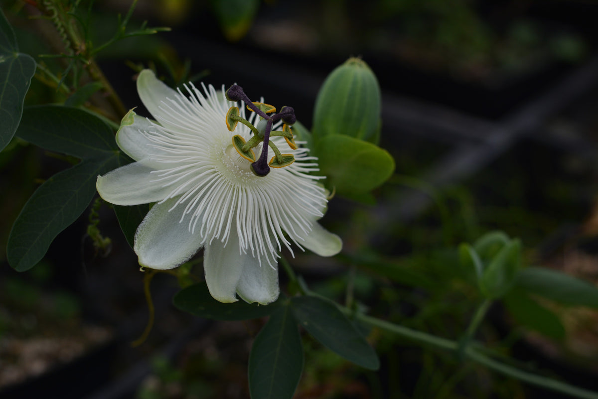 Passiflora 'White Wedding' 4" pot - Grassy Knoll Plants