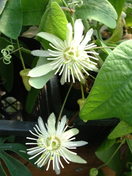 Passiflora capsularis 4" pot - Grassy Knoll Plants