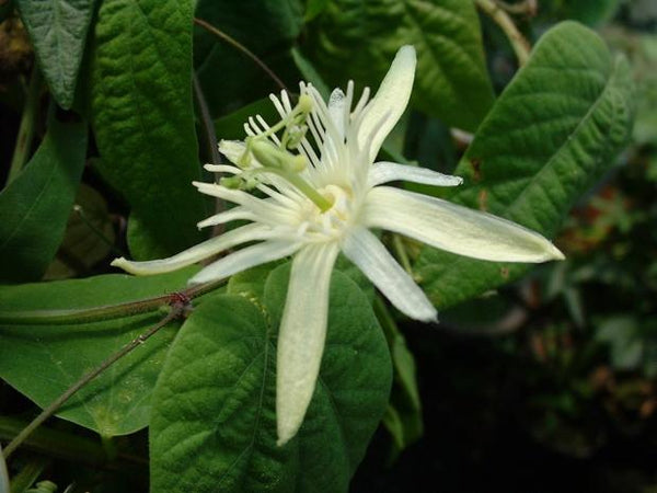 Passiflora capsularis 4" pot - Grassy Knoll Plants
