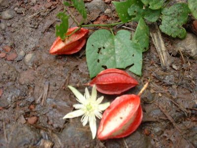 Passiflora capsularis 4" pot - Grassy Knoll Plants