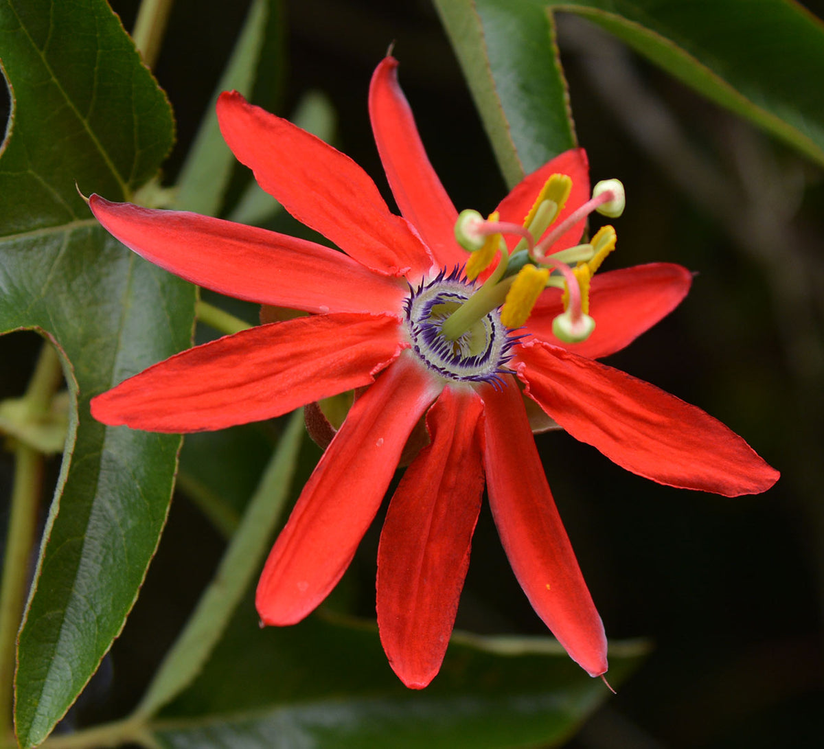 Passiflora manicata 4" pot - Grassy Knoll Plants