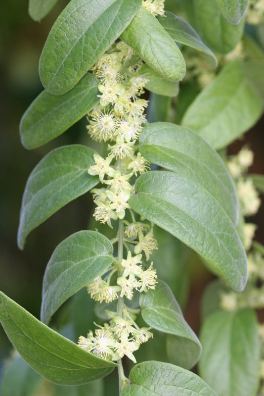 Passiflora multiflora 4" pot - Grassy Knoll Plants