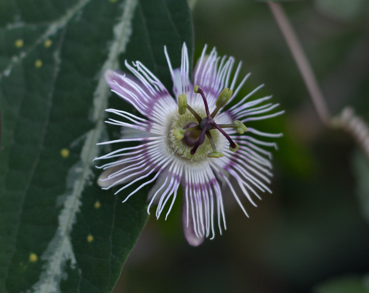 Passiflora pardifolia 4" pot - Grassy Knoll Plants