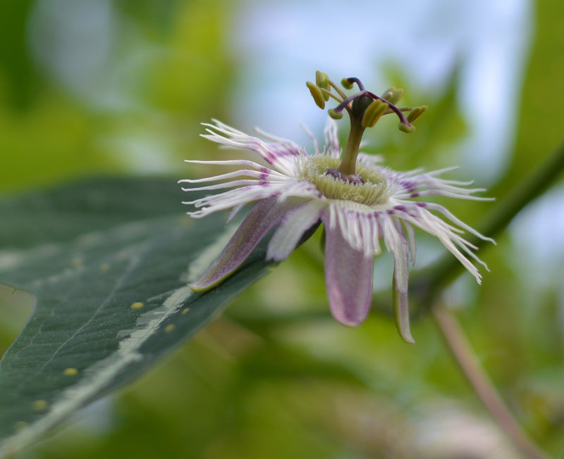 Passiflora pardifolia 4" pot - Grassy Knoll Plants