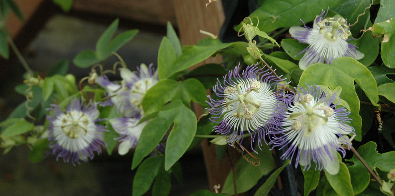 Passiflora retipetala 4" pot - Grassy Knoll Plants