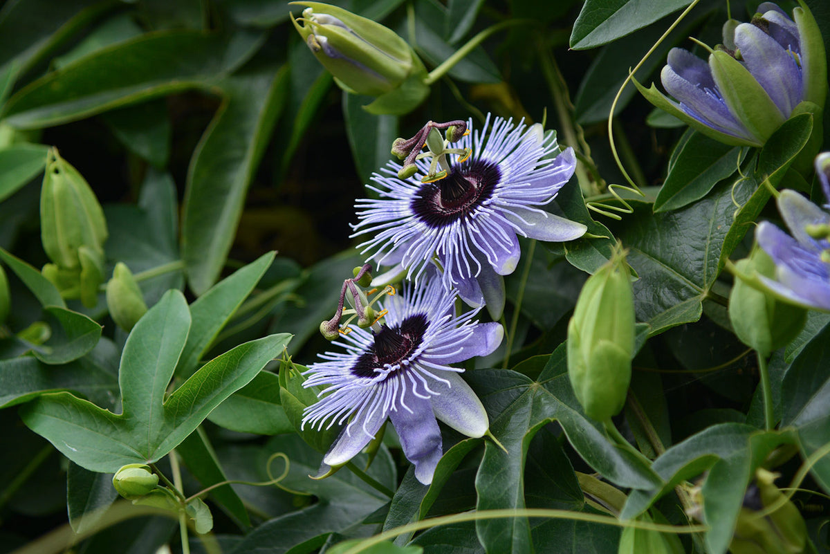 Passiflora 'Blue Bouquet' 4" pot - Grassy Knoll Plants