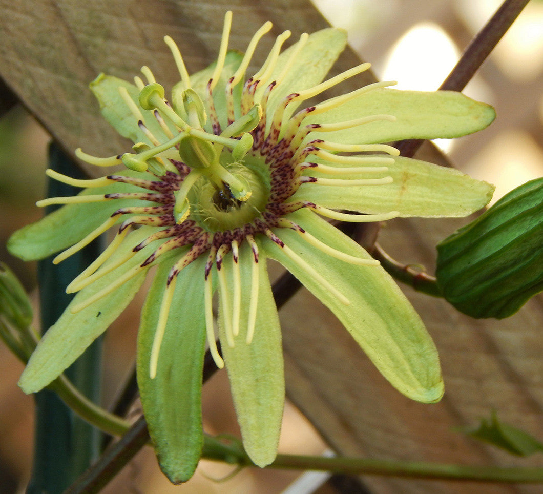 Passiflora rovirosae 4" pot - Grassy Knoll Plants