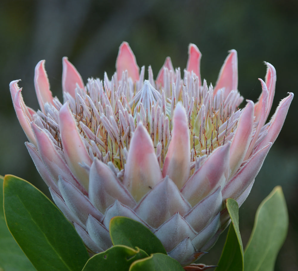 King Protea Plant